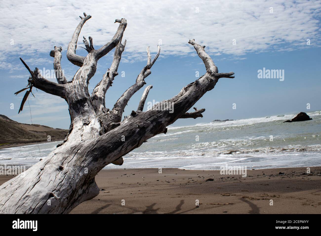 Dead tree washed up the beach reaching towards the sky Stock Photo - Alamy