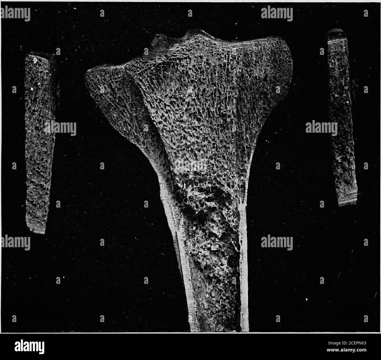 . On boneformation, its relation to tension and pressure;. Fig. 40. Eig ...