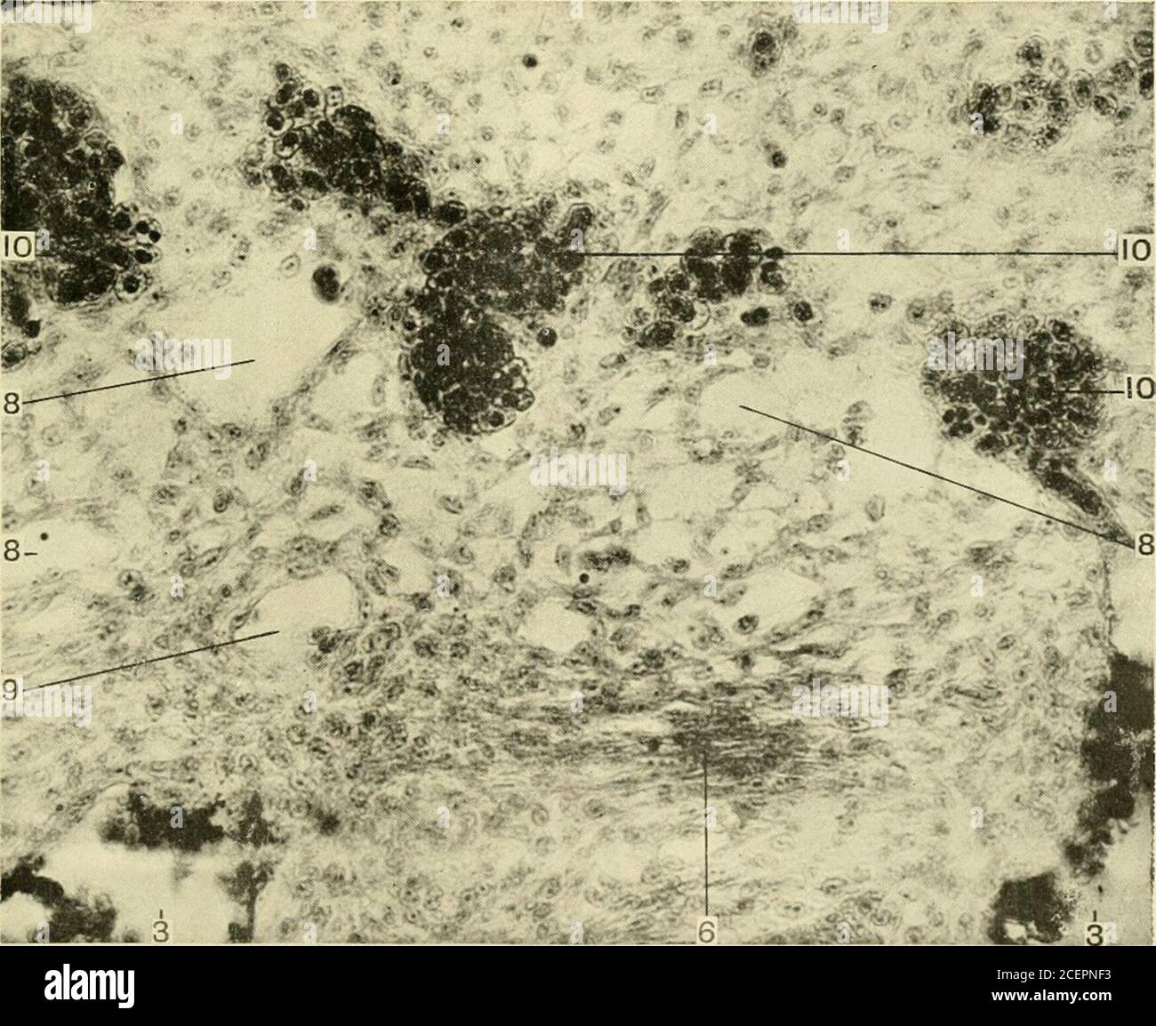 Caudal muscle hi-res stock photography and images - Alamy