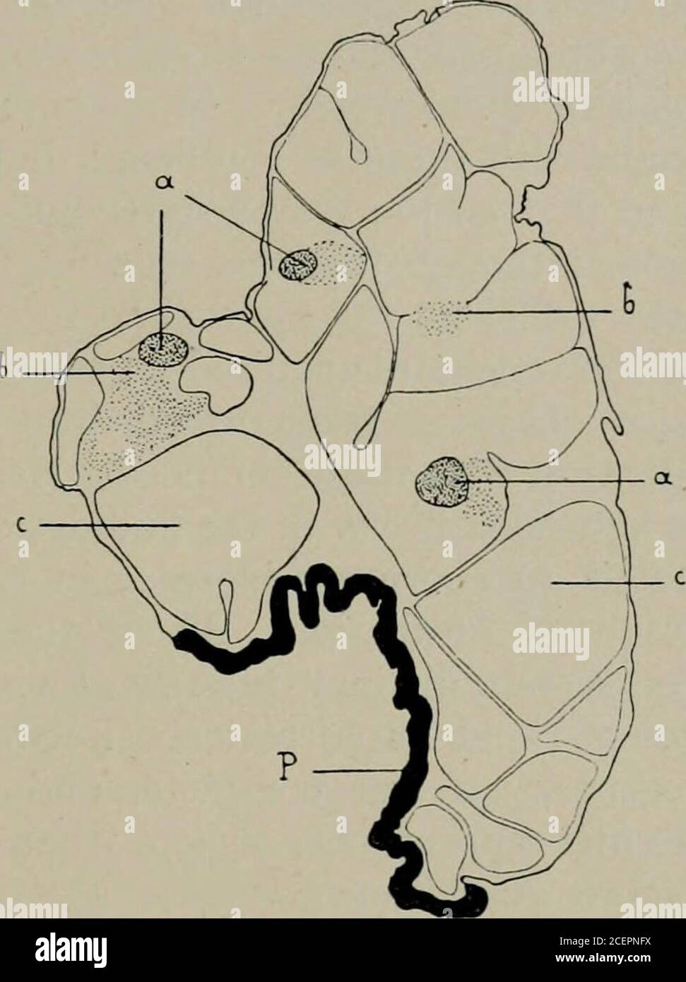 Thymus Cat Cat Dissection Guide :: Behance