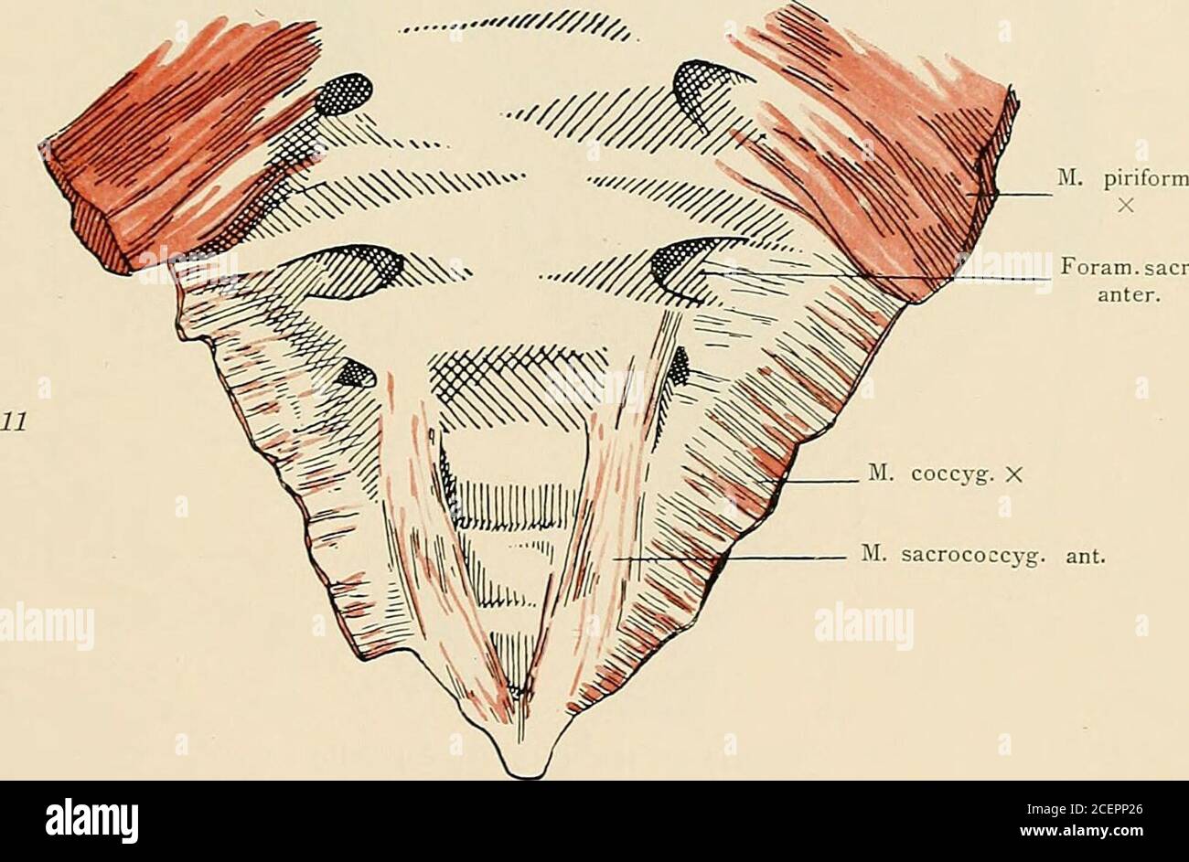 Die anatomie des menschen hi-res stock photography and images - Alamy