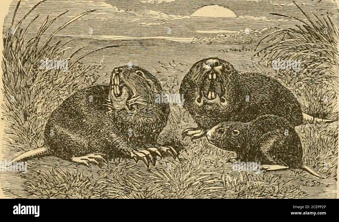 Thegopher hi-res stock photography and images - Alamy