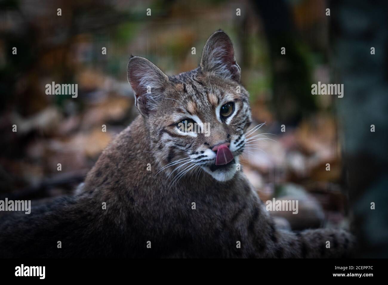 Bobcat in the forest Stock Photo - Alamy