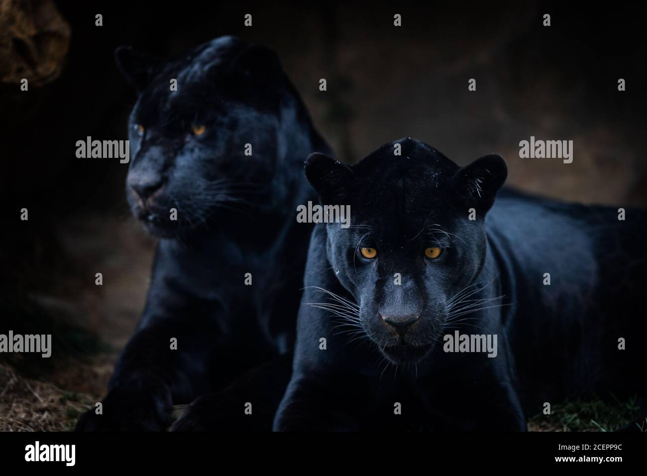 Two Black panther sitting in the jungle Stock Photo - Alamy