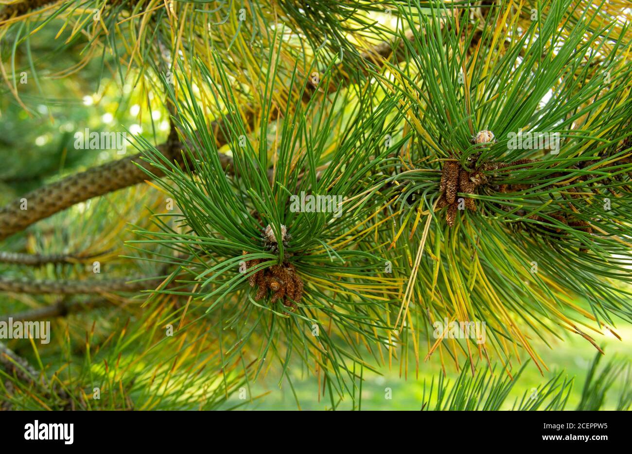 Long green needles hi-res stock photography and images - Alamy