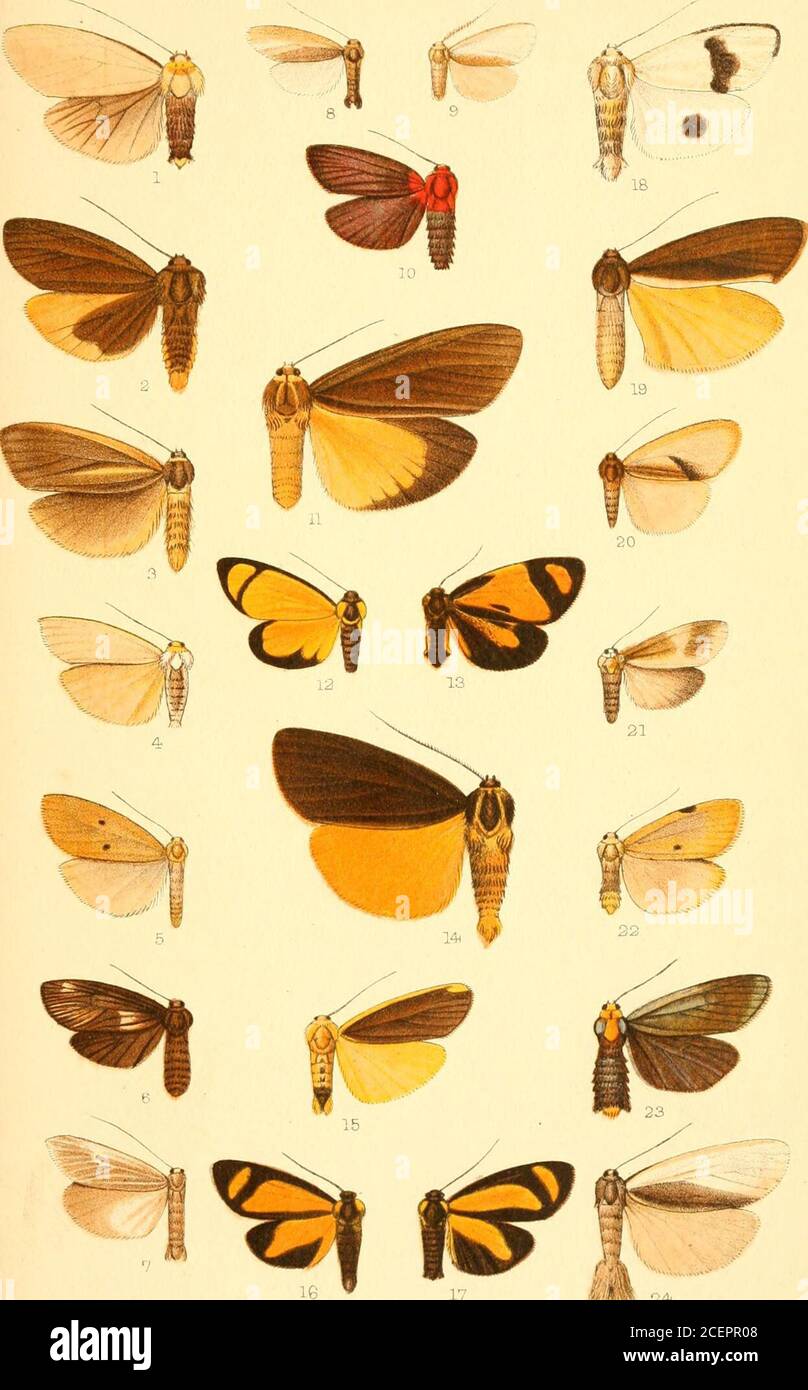 Lithosia hi-res stock photography and images - Alamy