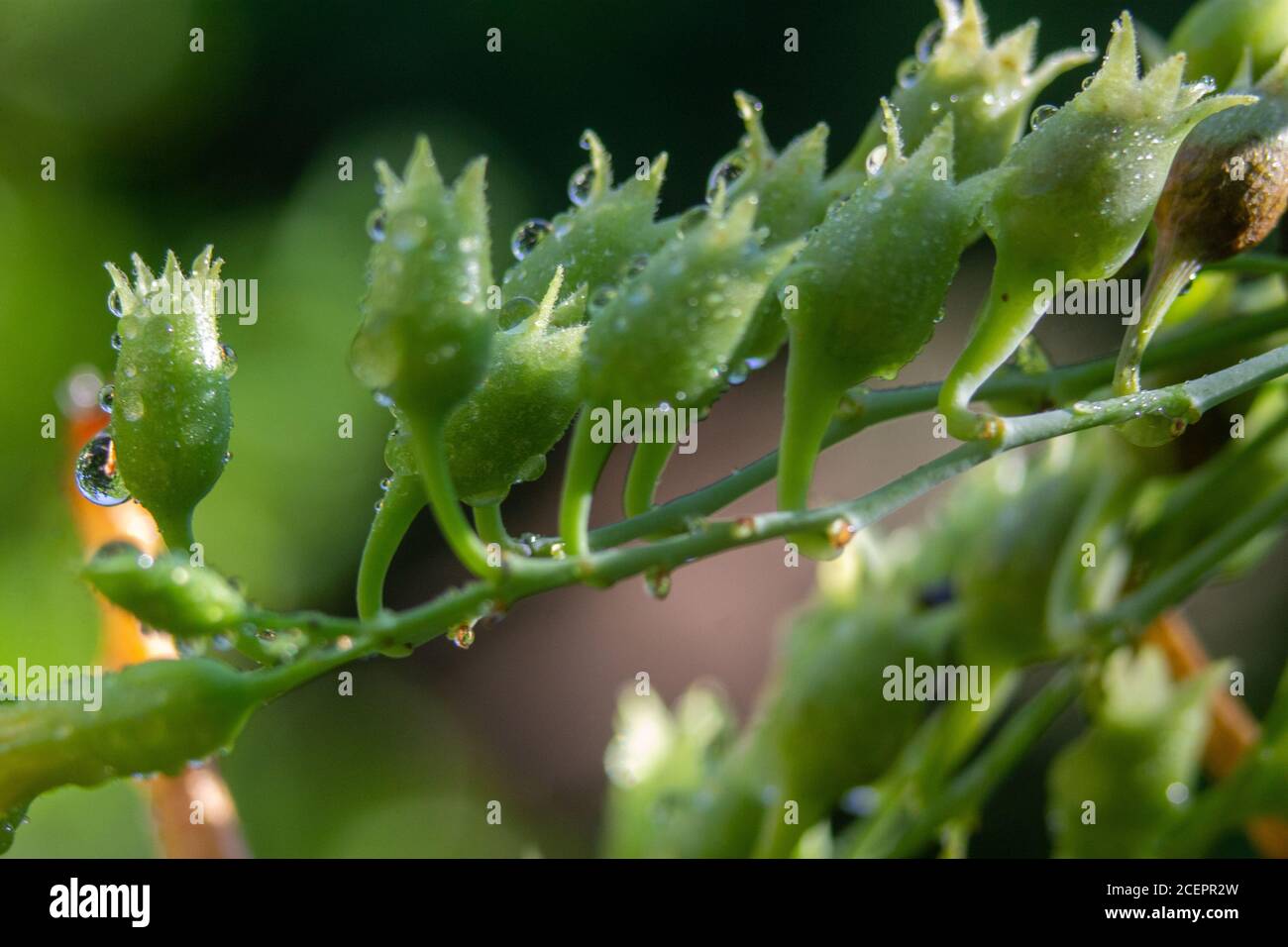 Closeup shot of flower buds with water droplets on it Stock Photo - Alamy