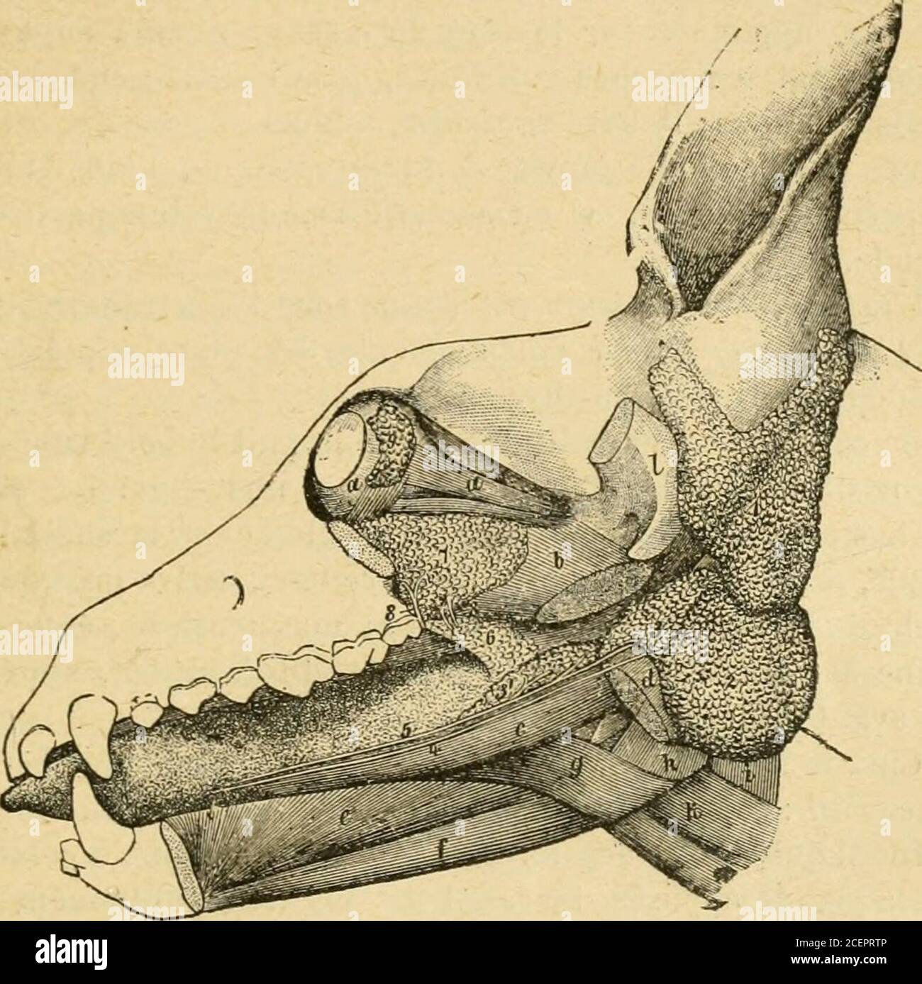 Parotide hi-res stock photography and images - Alamy