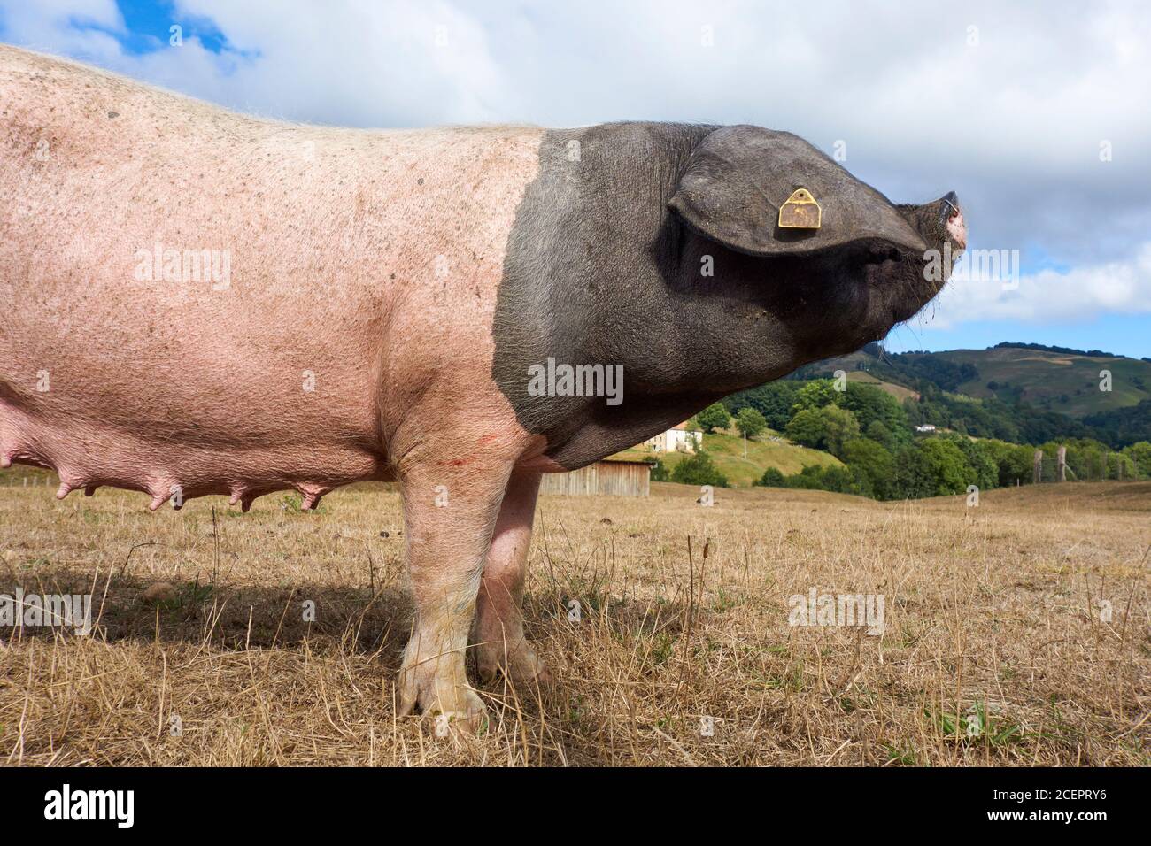 Basque black pig, euskal txerria. Aldudes. Donobane garazi. BAsque ...