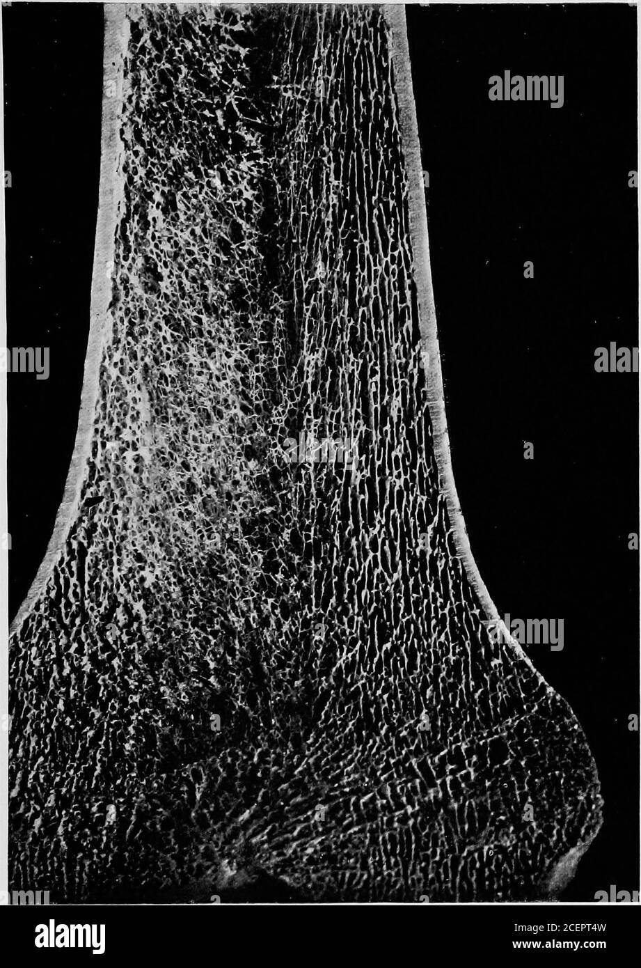 . On boneformation, its relation to tension and pressure;. 00. Fig. 9 ...