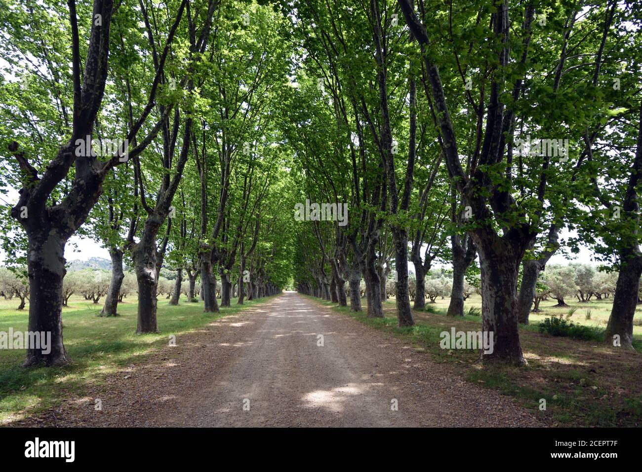 Plane trees provence hi-res stock photography and images - Alamy