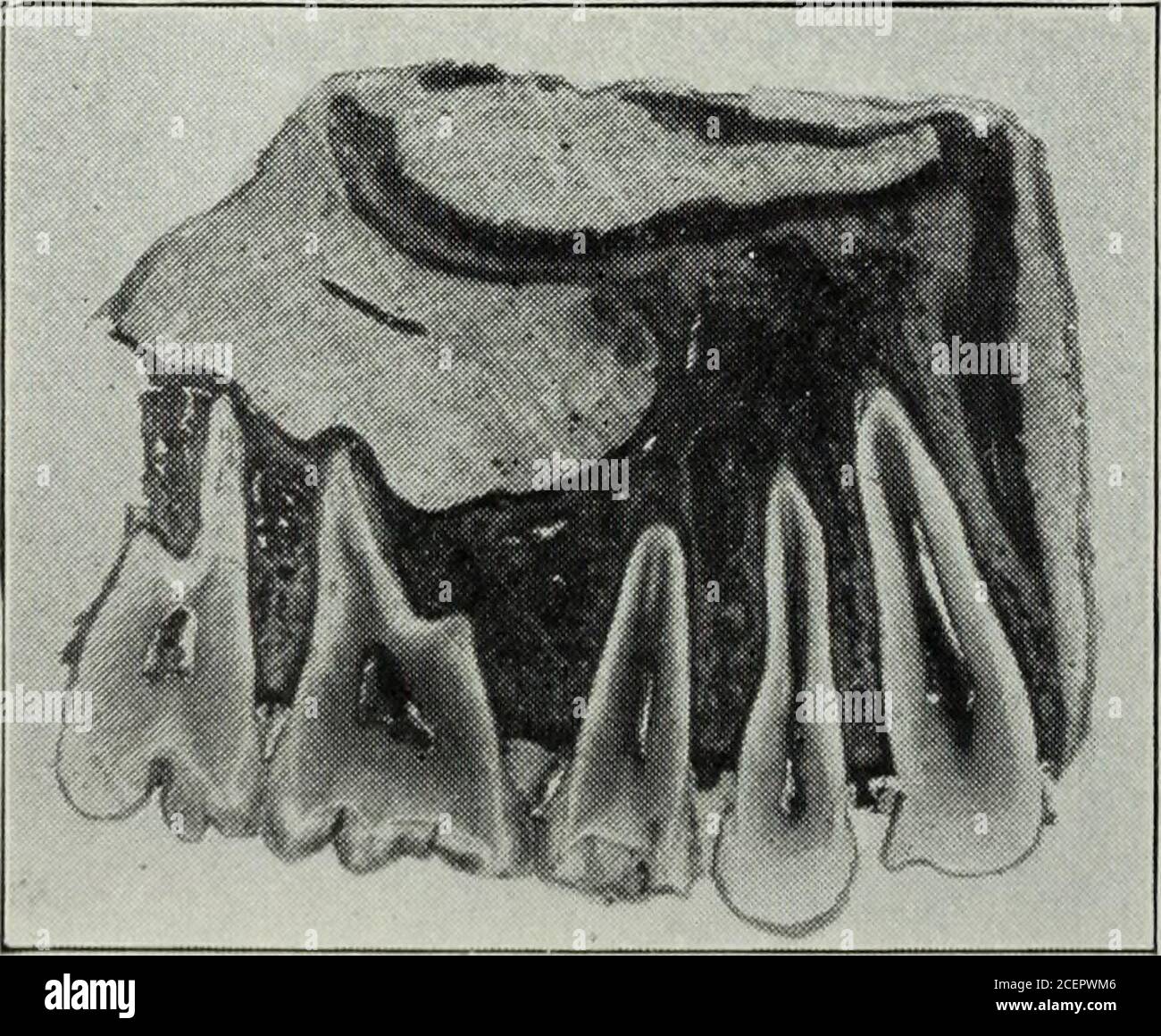 Root necrosis hi-res stock photography and images - Alamy