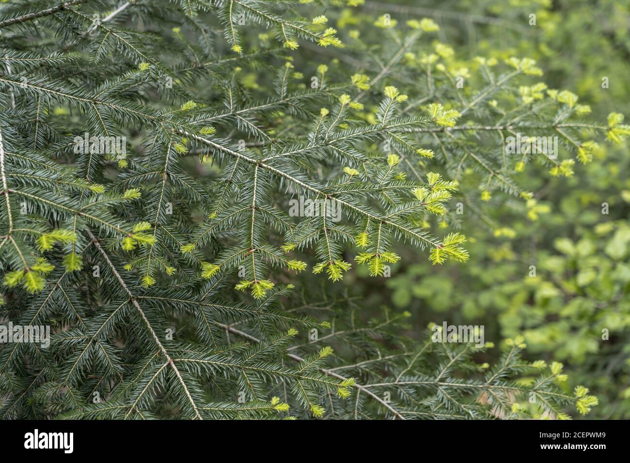 Hemlock needles hi-res stock photography and images - Alamy