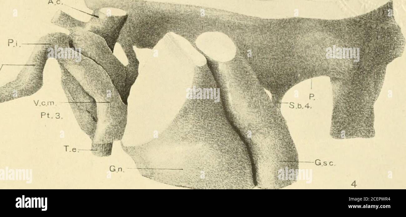 . The American journal of anatomy. pose the cervicalvesicle and more ...