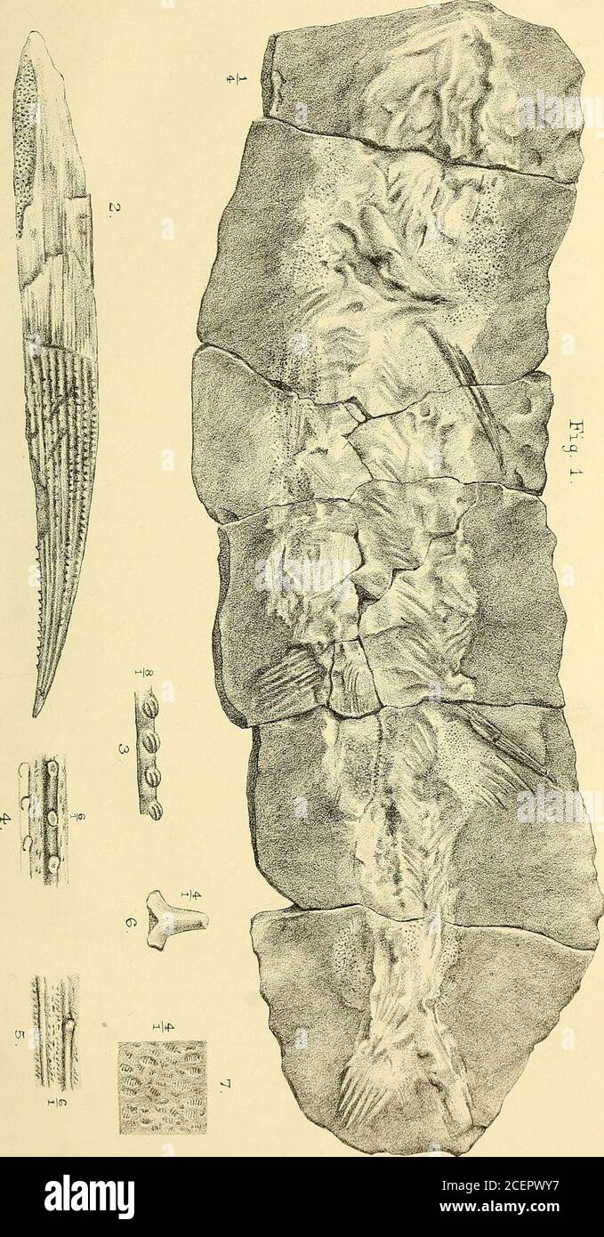 Elonichthys hi-res stock photography and images - Alamy