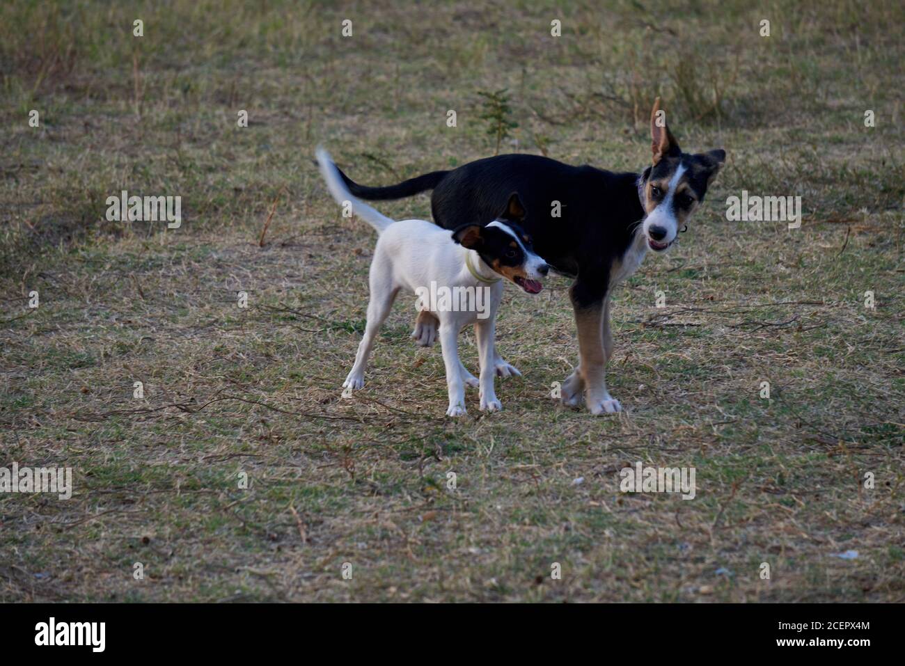 Cute dogs playing together in a park Stock Photo - Alamy
