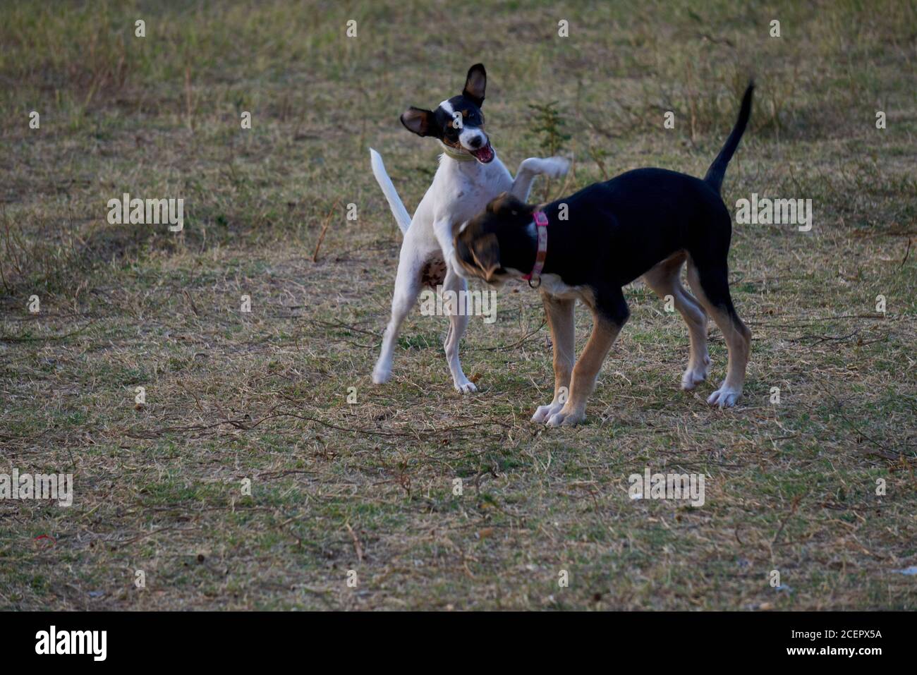 Cute dogs playing together in a park Stock Photo - Alamy
