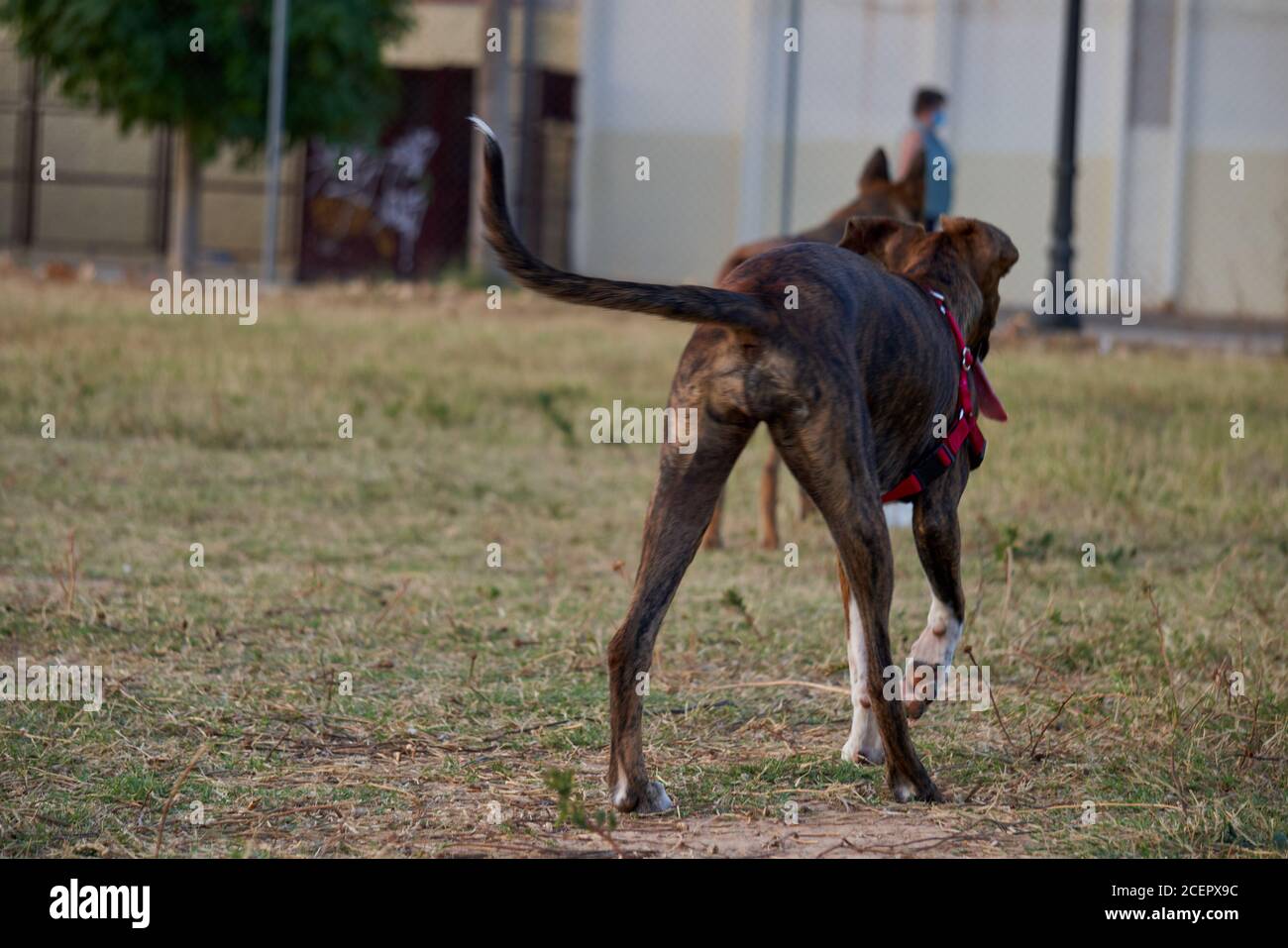 Cute brown dog playing together in a park Stock Photo - Alamy