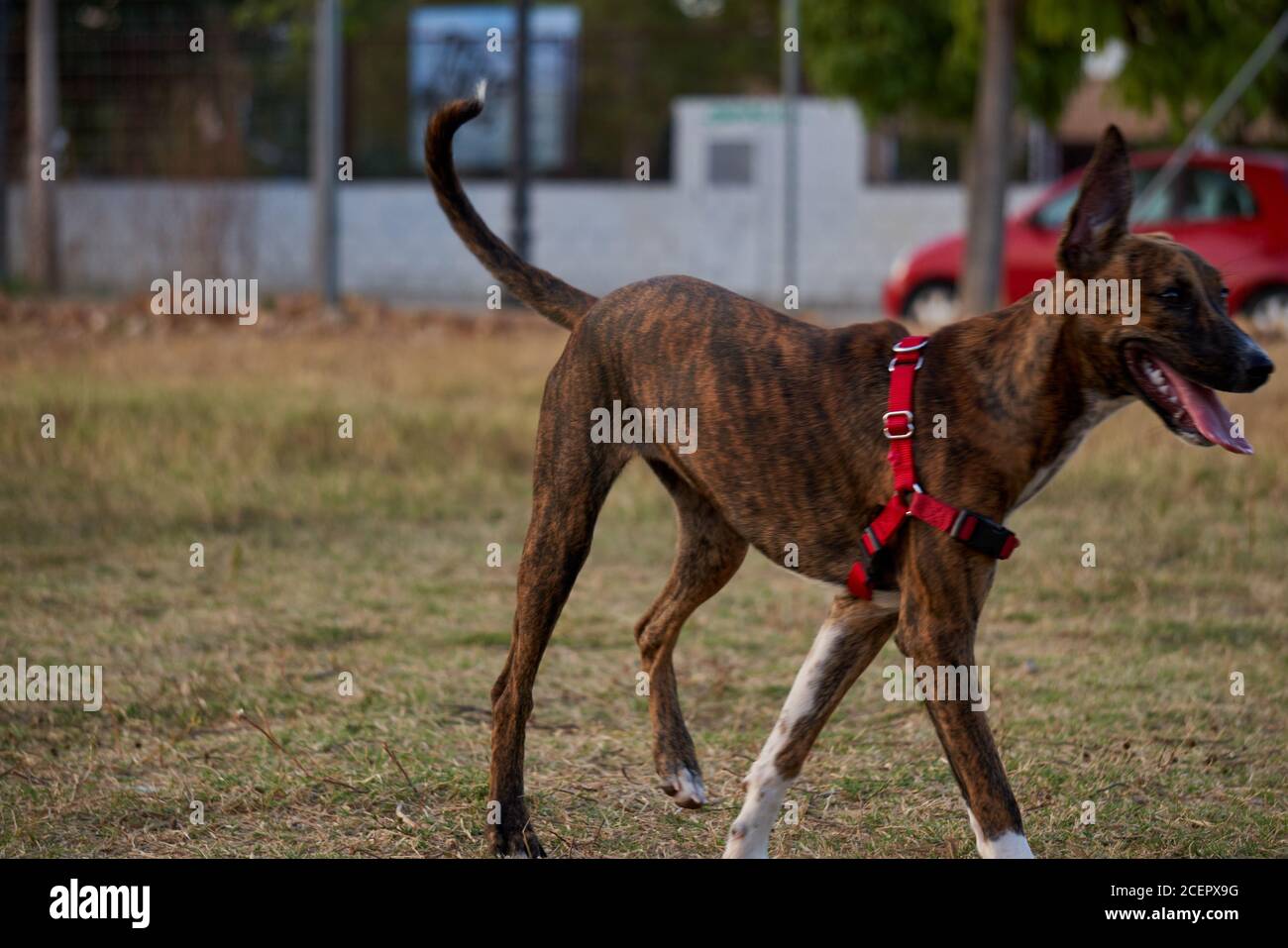 Cute brown dog playing together in a park Stock Photo - Alamy