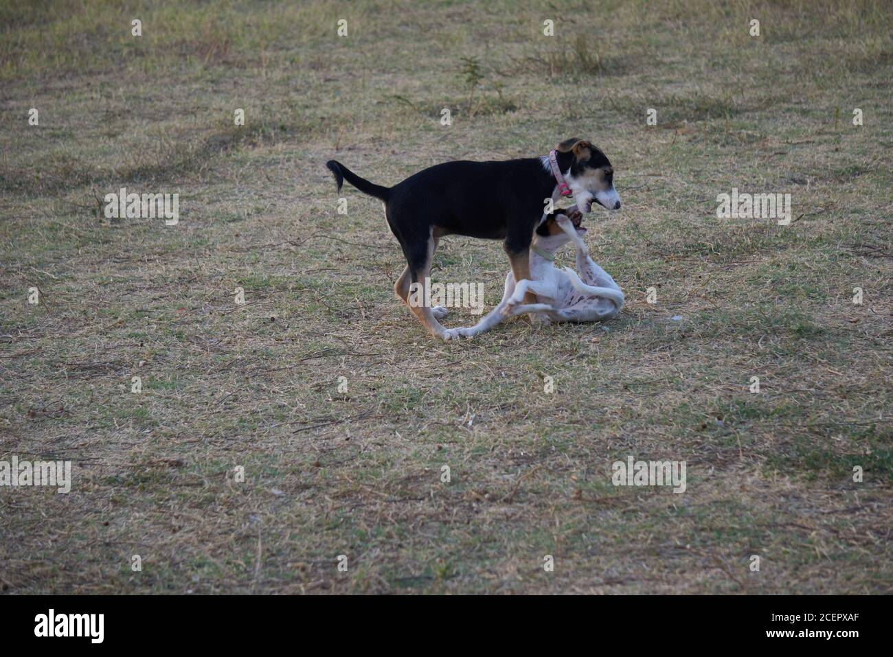 Cute dogs playing together in a park Stock Photo - Alamy