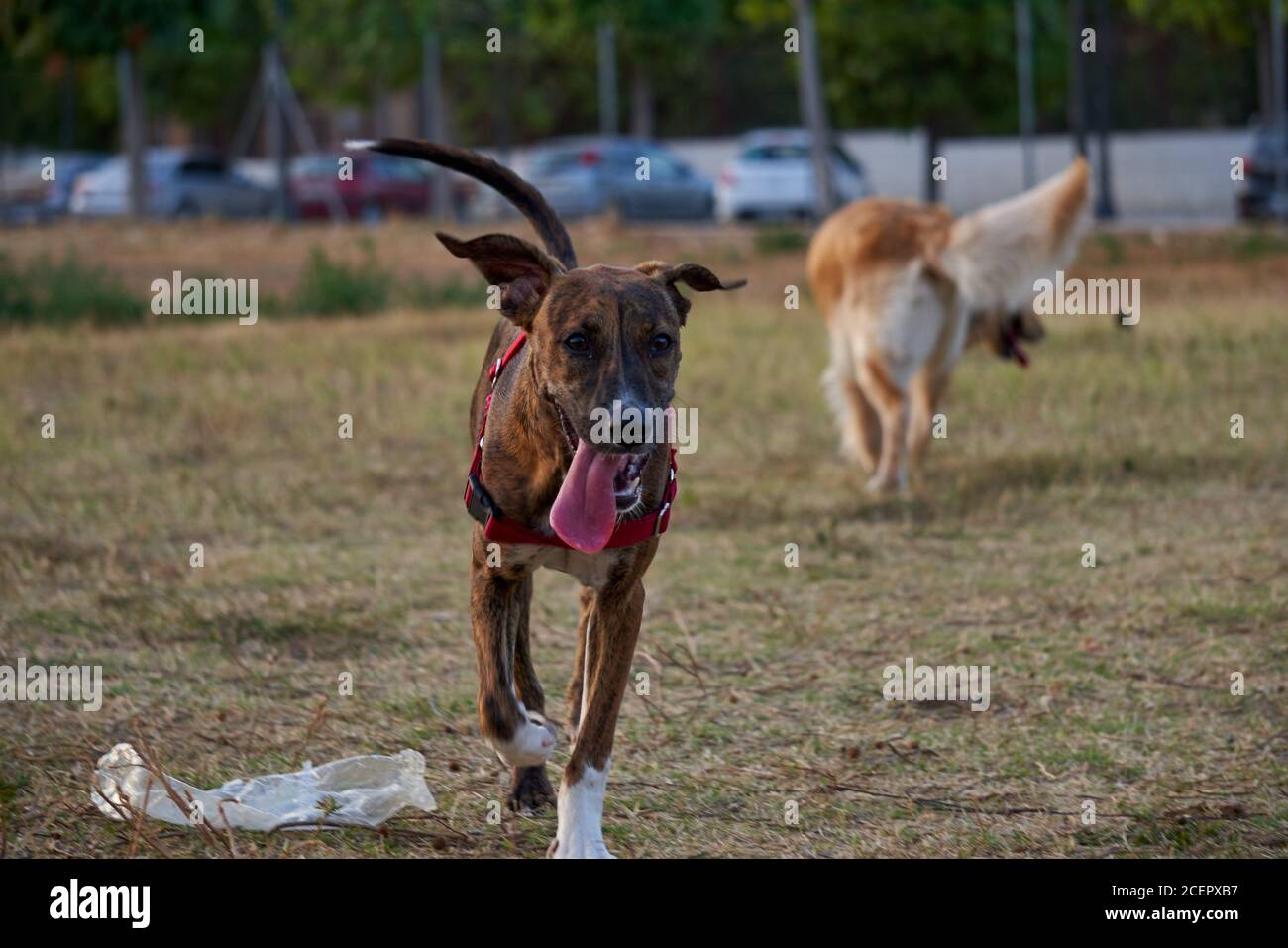 Cute dogs playing together in a park Stock Photo - Alamy