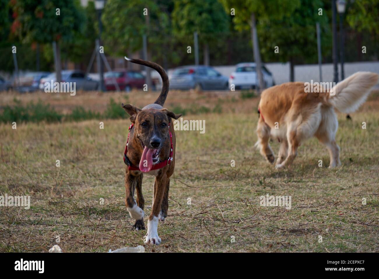 Cute dogs playing together in a park Stock Photo - Alamy