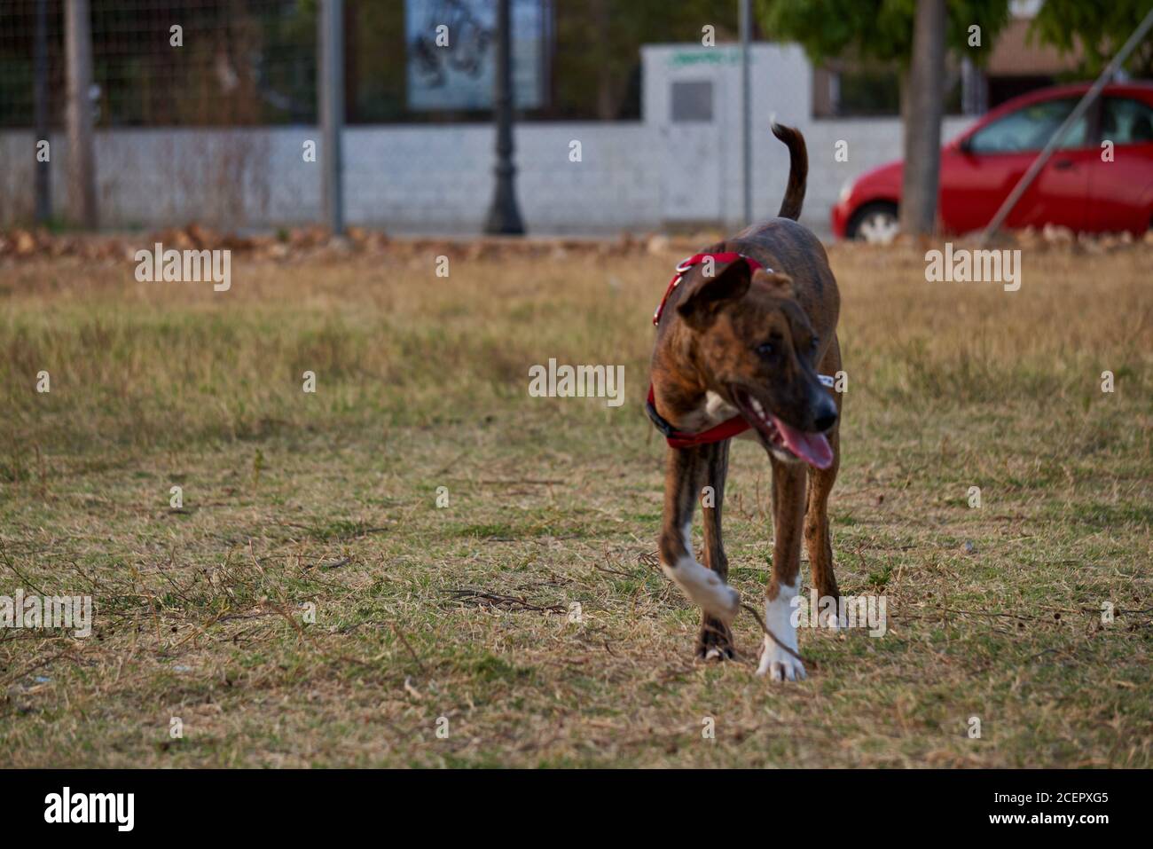 Cute brown dog playing together in a park Stock Photo - Alamy