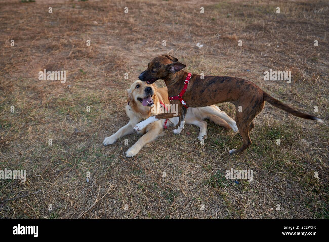 Cute dogs playing together in a park Stock Photo - Alamy