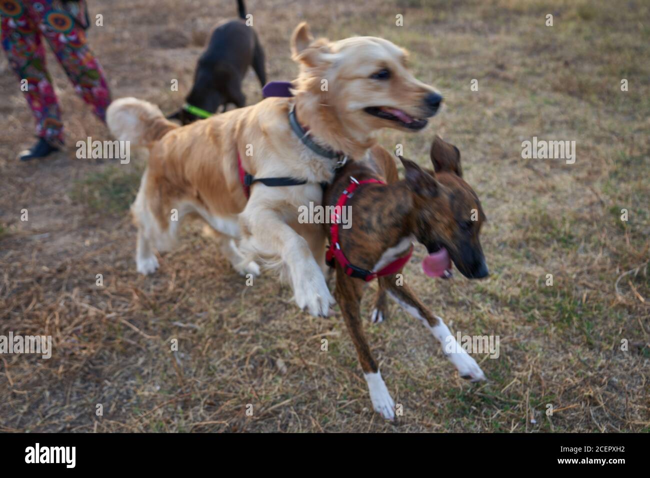 Cute dogs playing together in a park Stock Photo - Alamy