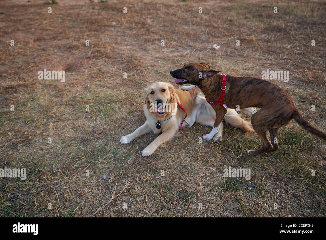 Cute dogs playing together in a park Stock Photo - Alamy