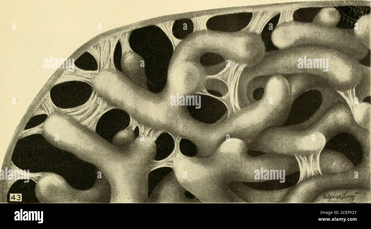 . The American journal of anatomy. 311 PLATE 6 EXPLANATION OF FIGURES ...