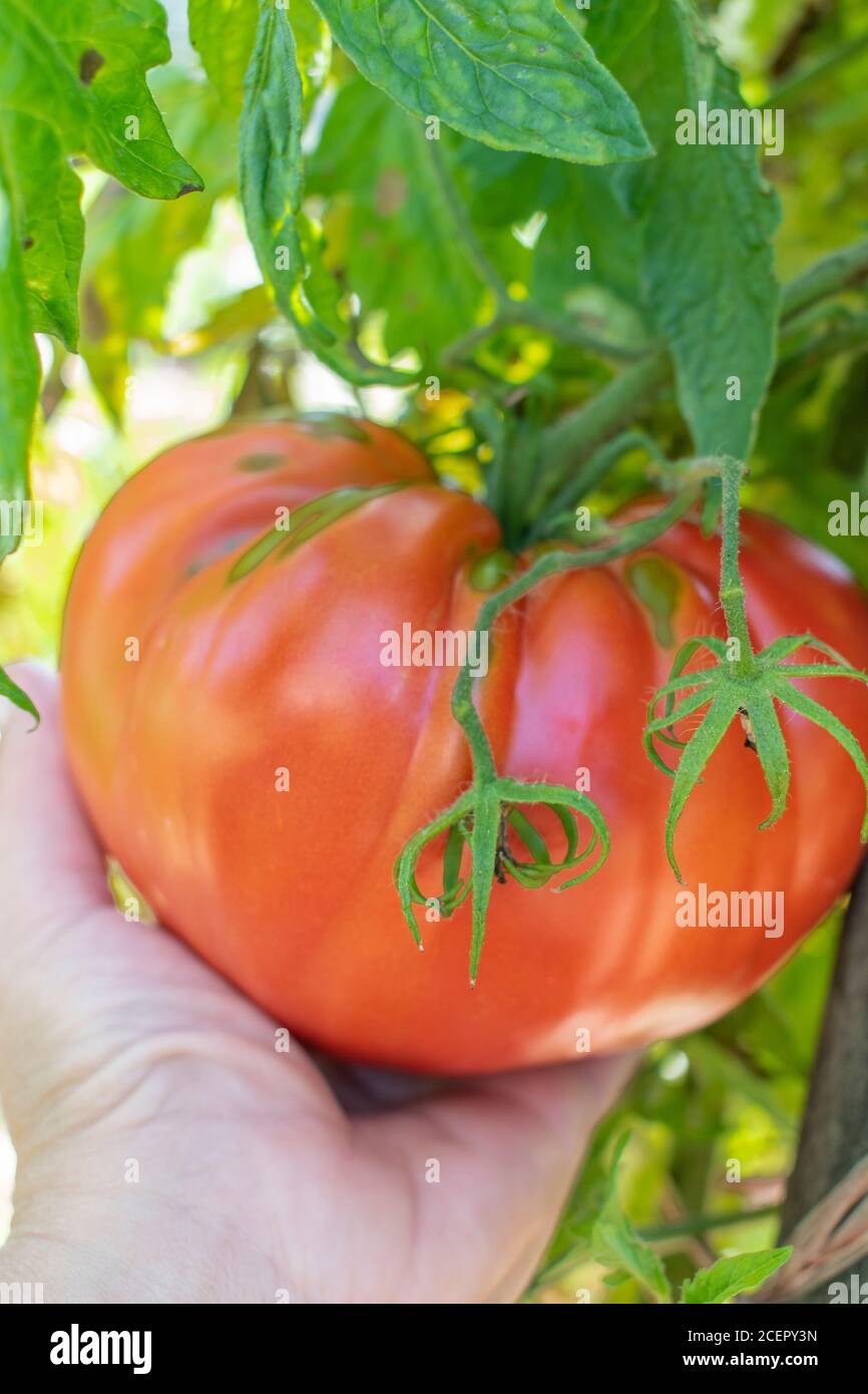 Heirloom tomato 'Beefsteak" in hand in the garden. Beef tomato fruit ...