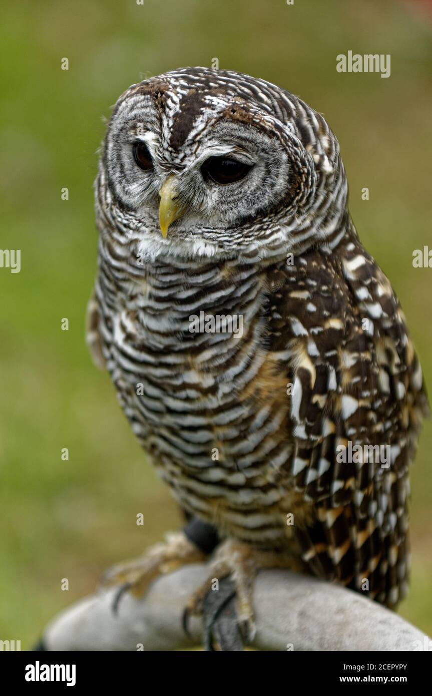 African Barred Owl (Glaucidium capense) Adult on display at falconry ...