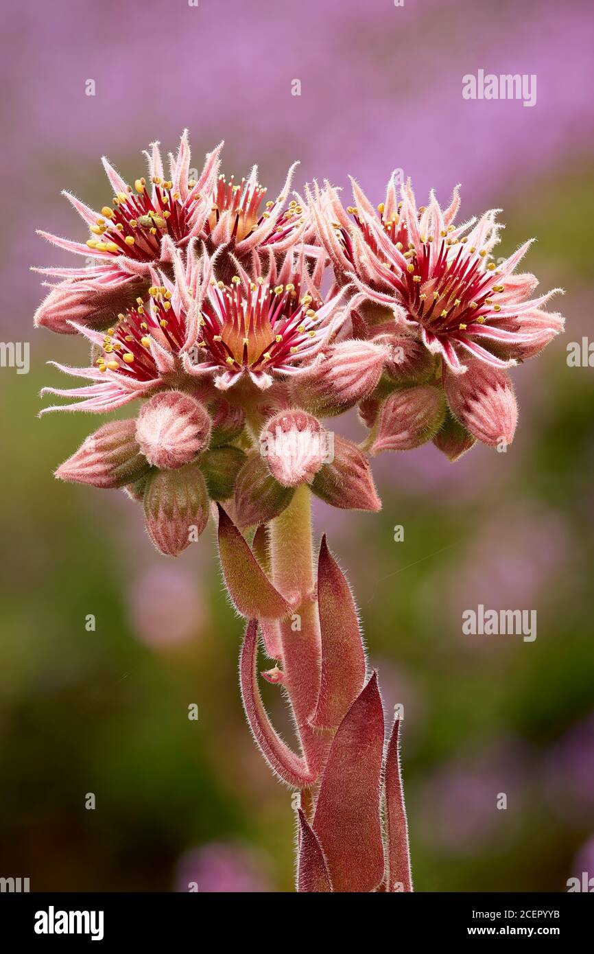Houseleek flower hi-res stock photography and images - Alamy