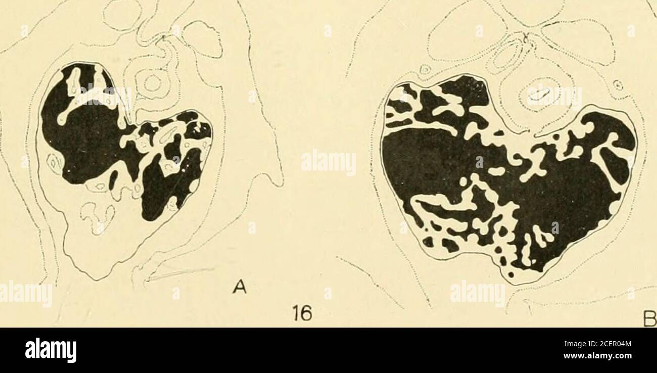 . The American journal of anatomy. Fig 15 Two transverse sections ...