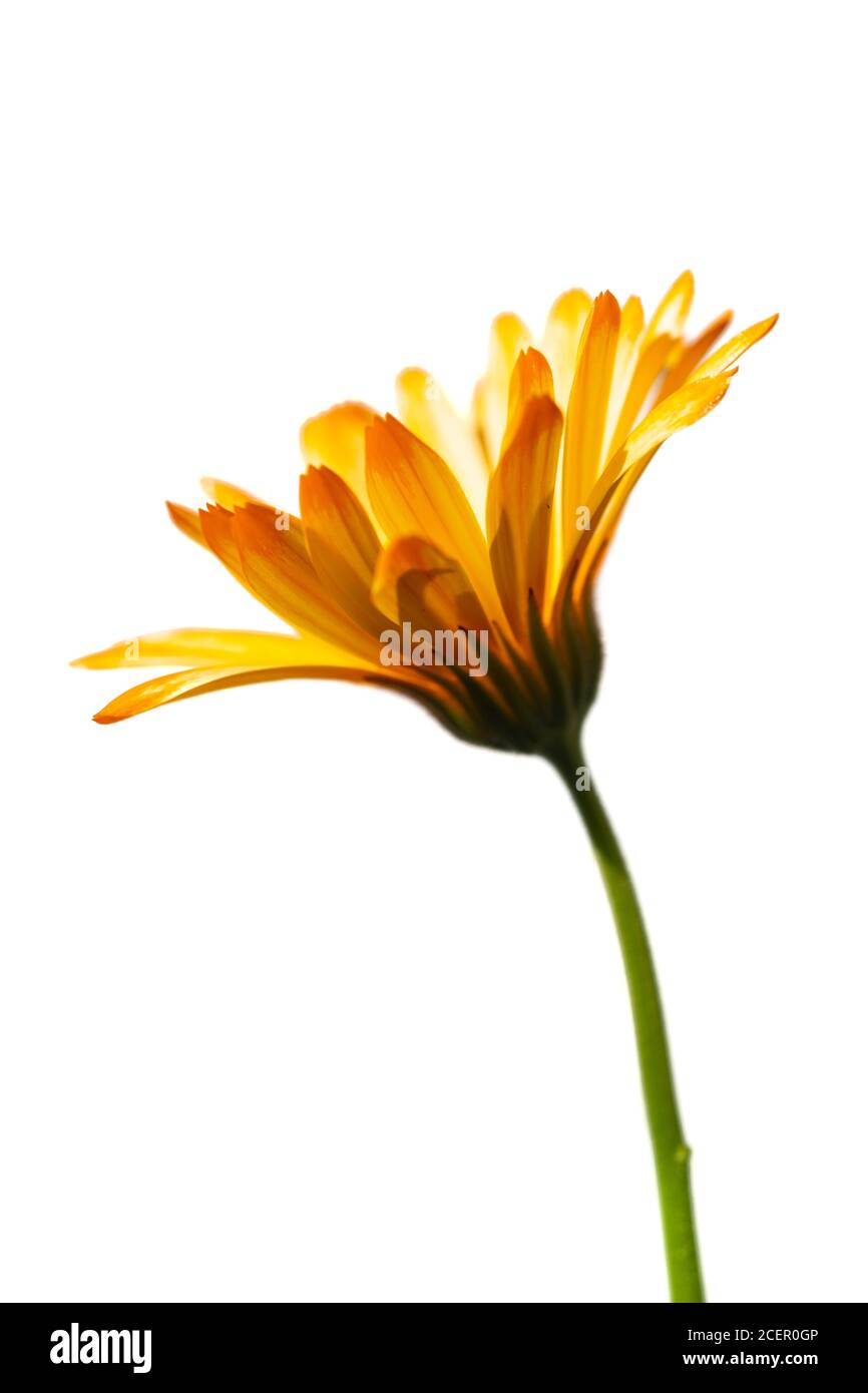 Calendula 'Nova' - Pot Marigold Stock Photo - Alamy