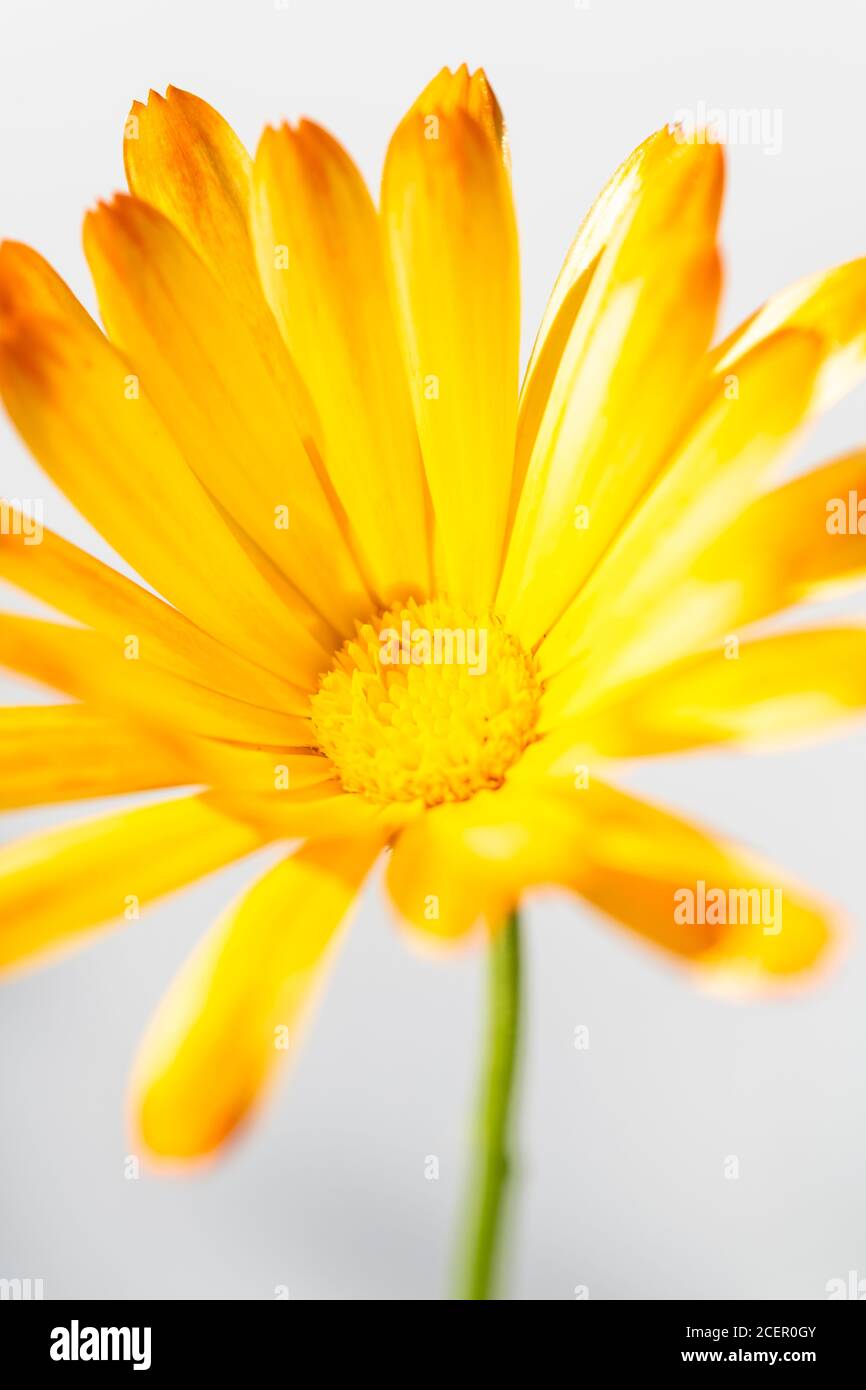 Calendula 'Nova' - Pot Marigold Stock Photo - Alamy