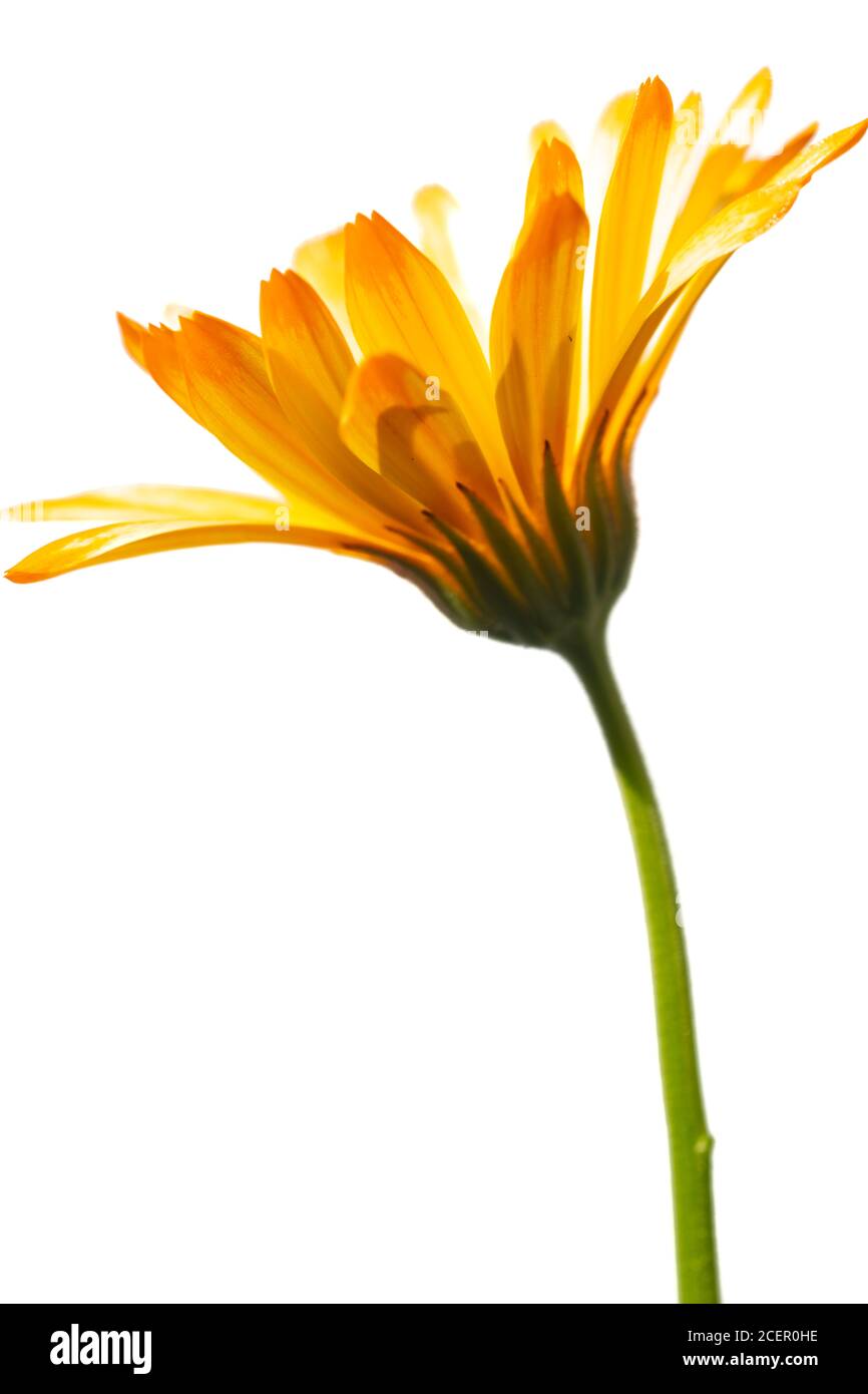 Calendula 'Nova' - Pot Marigold Stock Photo - Alamy
