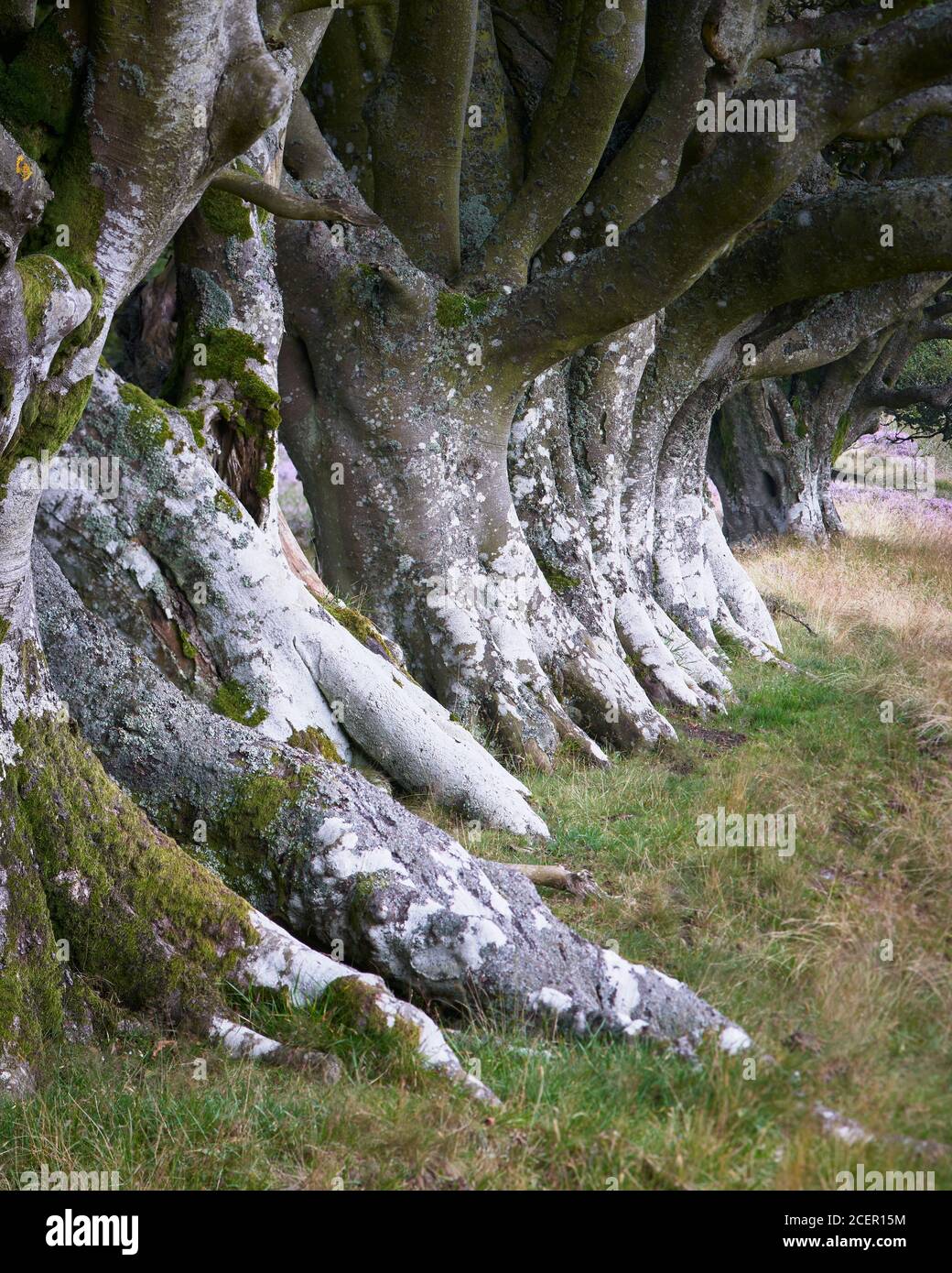 Tree beech trees trunks hi-res stock photography and images - Alamy