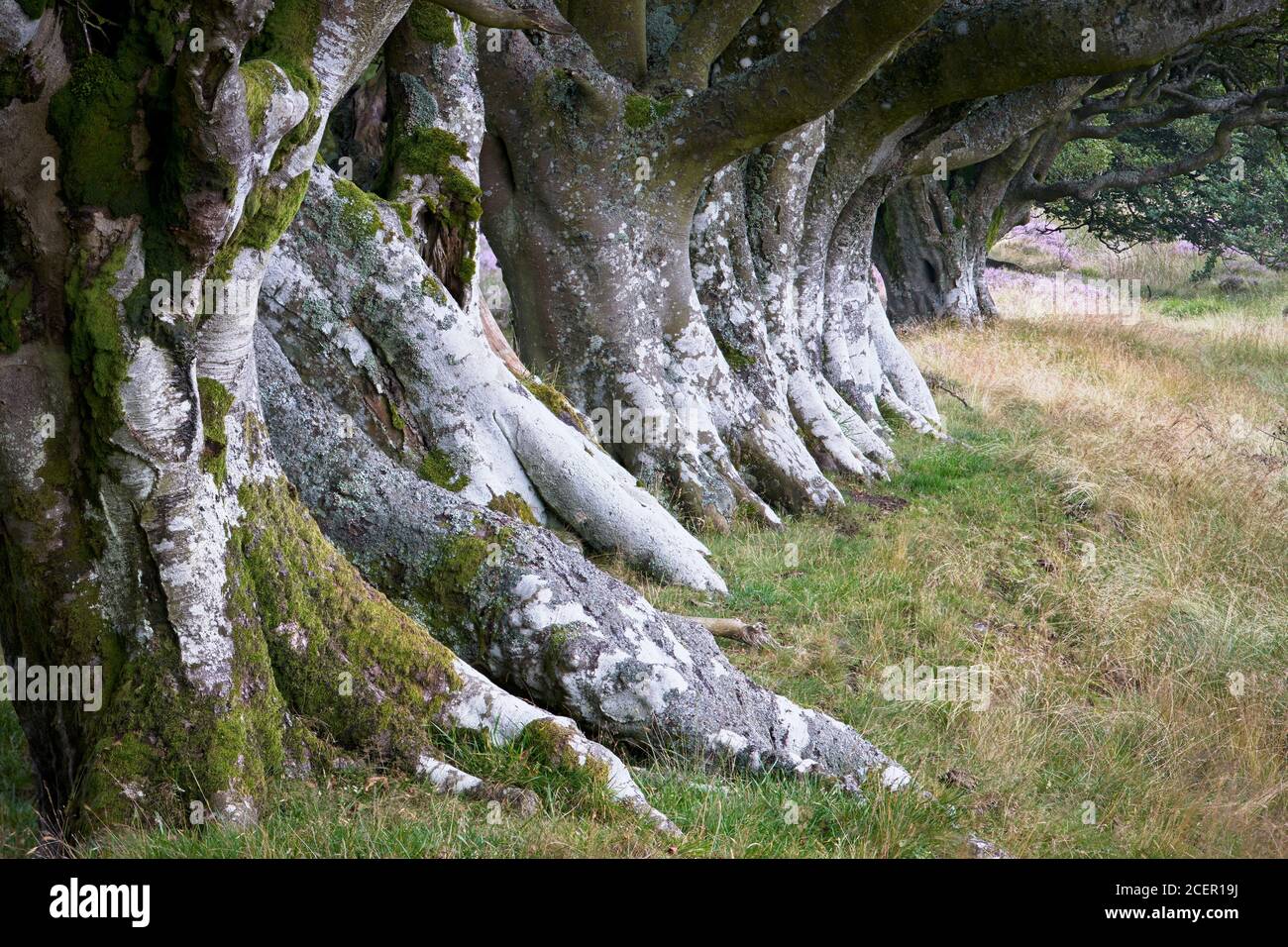 Row of Beech trees, Lammermuir Hills, East Lothian, Scotland Stock ...