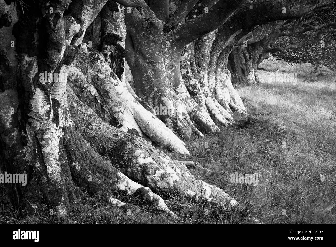 Black beech tree hi-res stock photography and images - Alamy