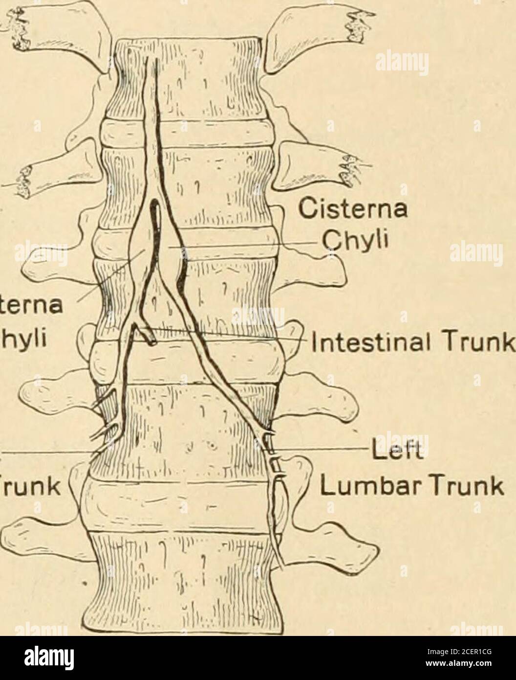 Cisterna chyli hi-res stock photography and images - Alamy