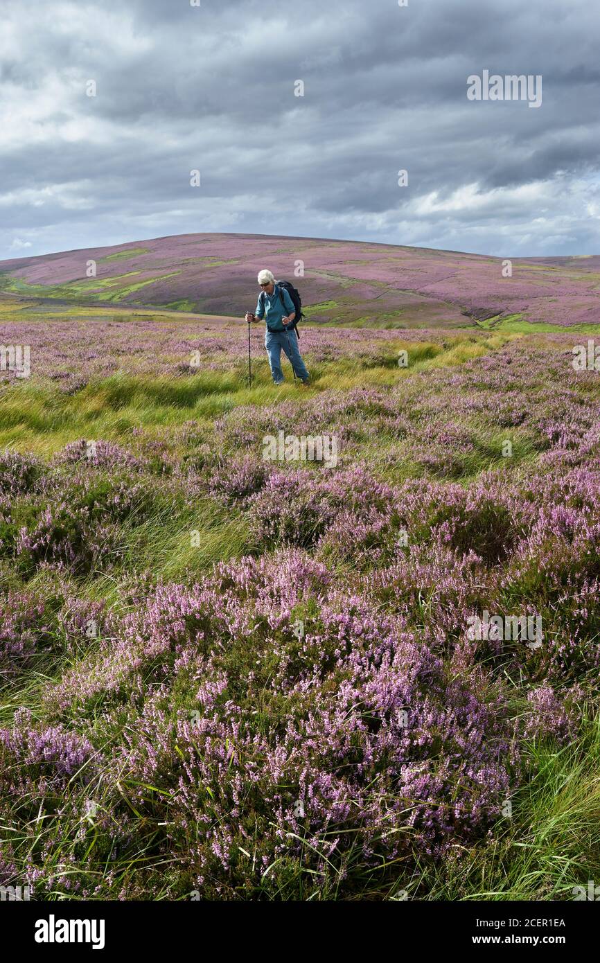 Heather on hills hi-res stock photography and images - Alamy