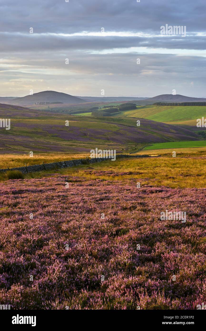 Heather Moor in the Lammermuir Hills. Looking south to Dirrington Great ...