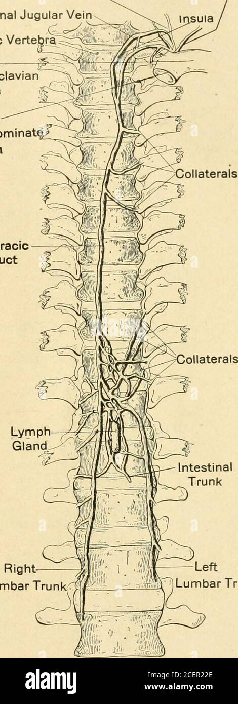 . The American journal of anatomy. InternalJugular Trunks- Subclavian ...