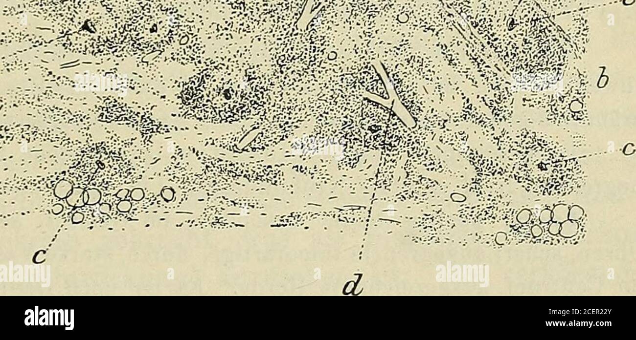 Anatomie bild hi-res stock photography and images - Alamy