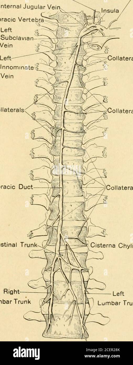 . The American journal of anatomy. Left Internal Jugular Vein — ^ Trunk ...