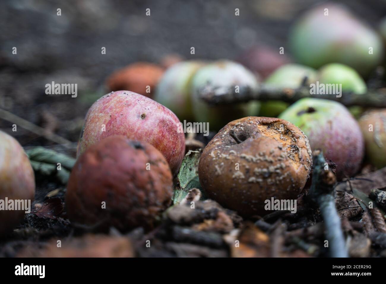 Closeup shot of damaged fruits fallen on the ground Stock Photo - Alamy