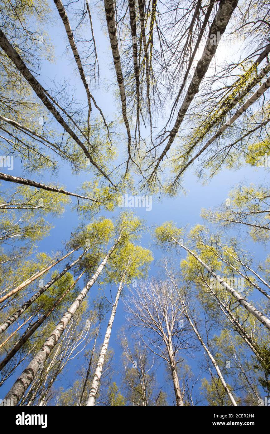 Upside view of the birch trees canopy and the emerald green emerging ...