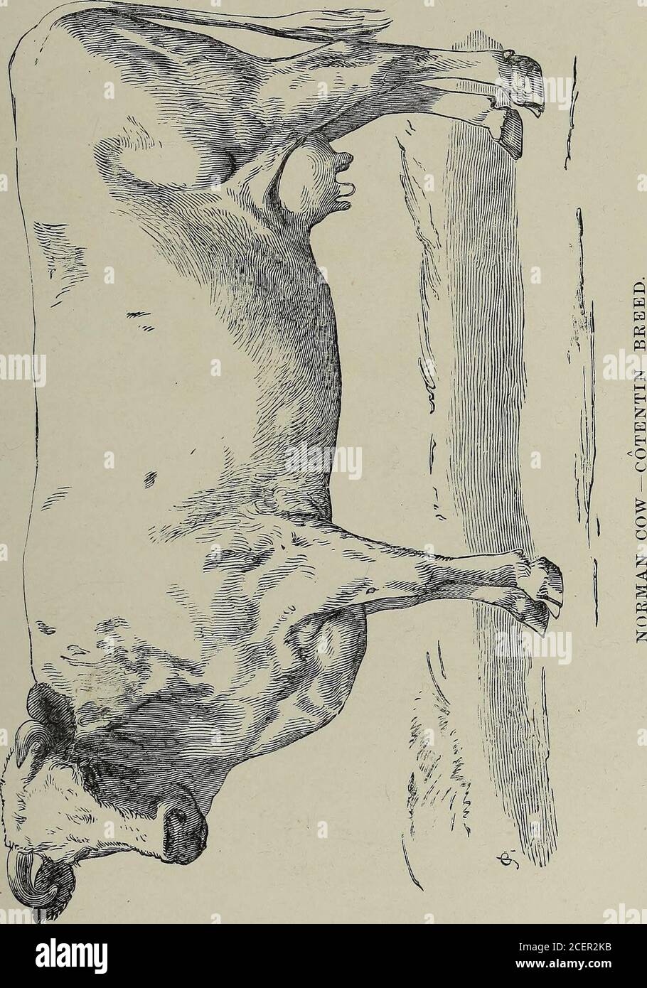 . The corn and cattle producing districts of France. NORMAN BULL. The ...